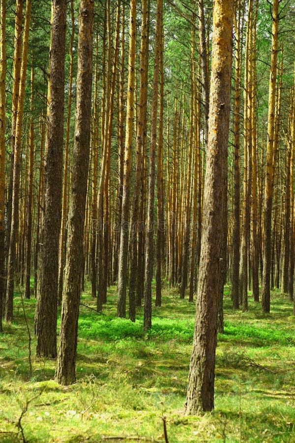 4,026,197 Bosque Verde Fotos - Libres de Derechos y Gratuitas de Dreamstime