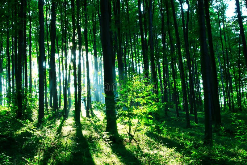 Bosque verde imagen de archivo. Imagen de sunbeam, planta - 17904081