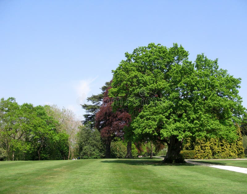 Bosque verde imagen de archivo. Imagen de campo, parte - 20032409