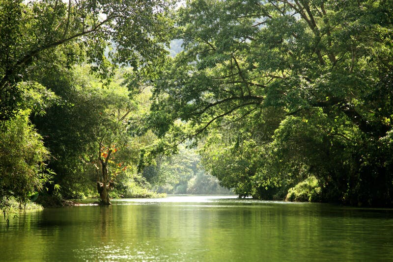 Bosque verde foto de archivo. Imagen de hermoso, ficticio - 21221668