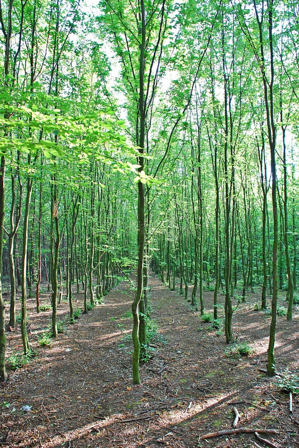 Bosque verde foto de archivo. Imagen de belleza, haya - 3237612