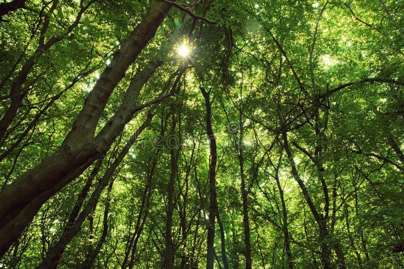 4,026,197 Bosque Verde Fotos - Libres de Derechos y Gratuitas de Dreamstime