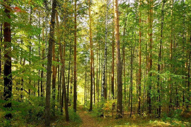 4,194,442 Bosque Verde Fotos de stock - Fotos libres de regalías de ...