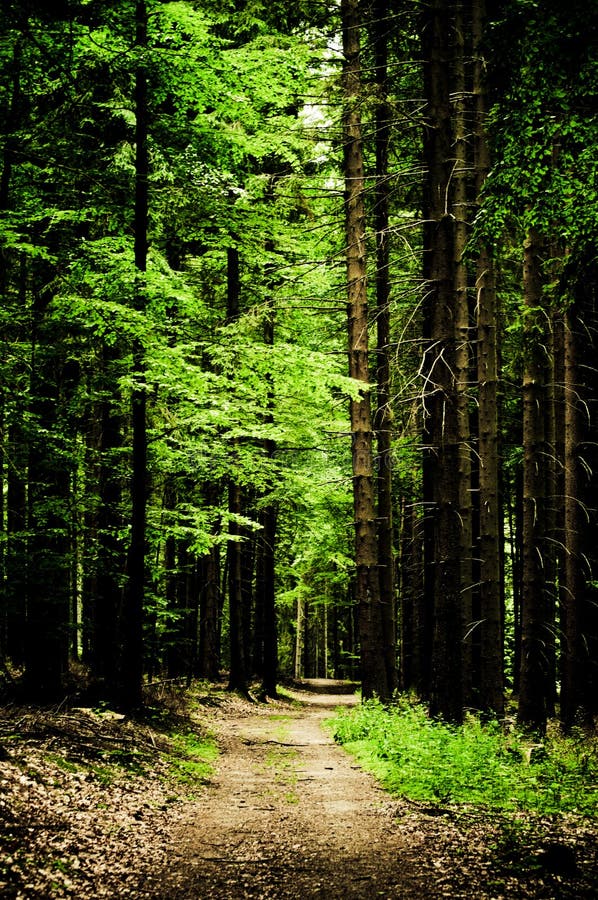 Bosque verde imagen de archivo. Imagen de carril, colorido - 33171095