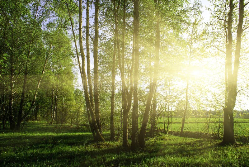Panorama Del Bosque Verde Hermoso En Verano Paisaje De La Naturaleza ...