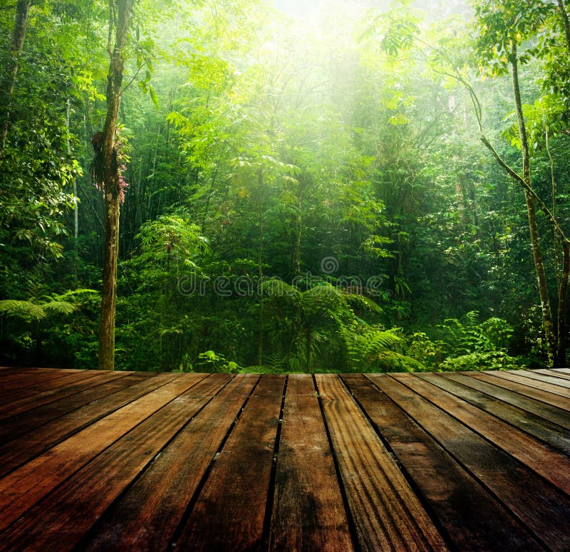 4,150,889 Bosque Verde Fotos de stock - Fotos libres de regalías de ...