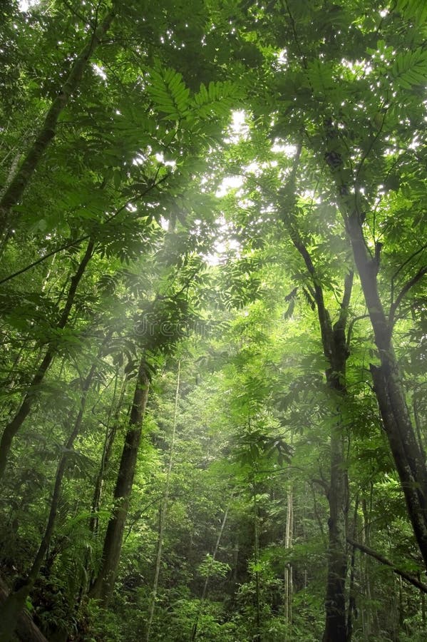 4,026,197 Bosque Verde Fotos - Libres de Derechos y Gratuitas de Dreamstime