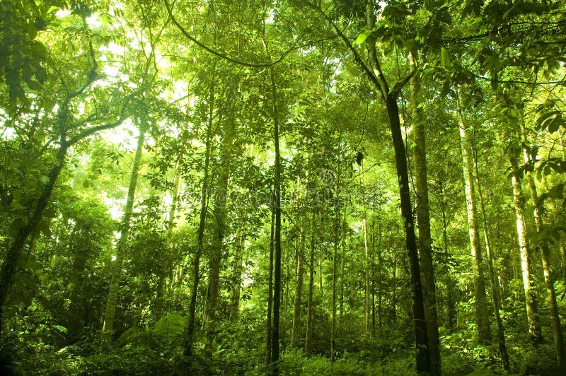 Bosque verde imagen de archivo. Imagen de libertad, fondo - 4458959