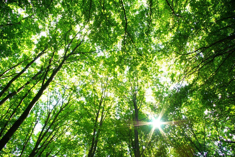 Bosque verde foto de archivo. Imagen de ambiente, exterior - 6377102