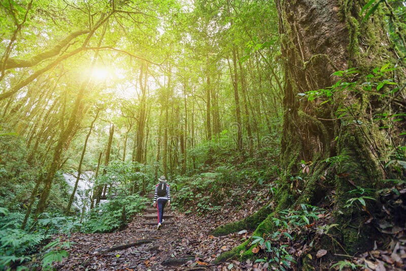 Bosque verde foto de archivo. Imagen de viga, verano - 64280526