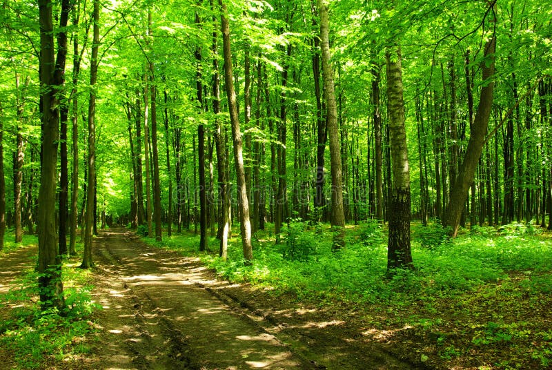 Bosque verde imagen de archivo. Imagen de deciduo, brumoso - 5691587