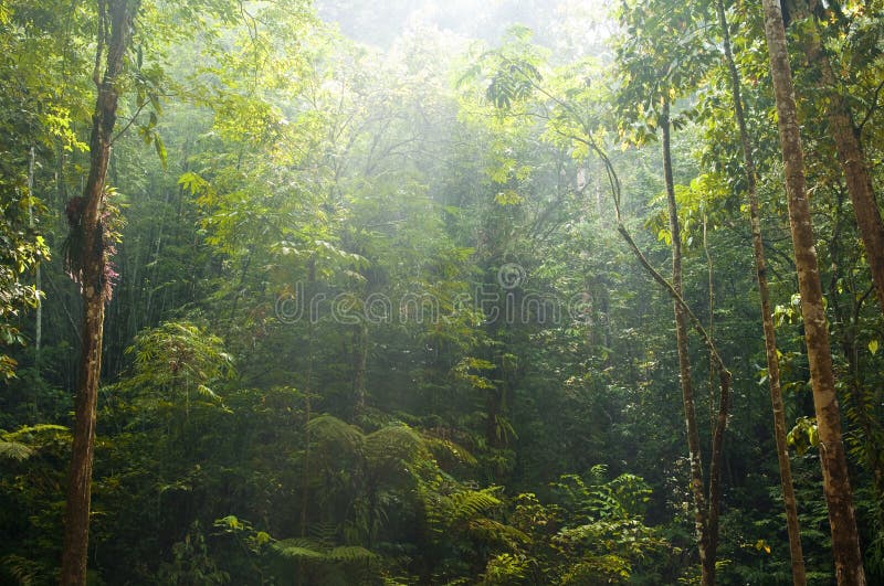 4,026,197 Bosque Verde Fotos - Libres de Derechos y Gratuitas de Dreamstime