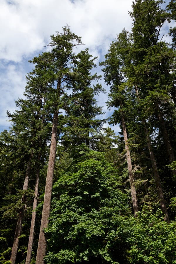 El Abeto De Douglas Gigante Y Los árboles De Cedro Rojo Occidentales ...