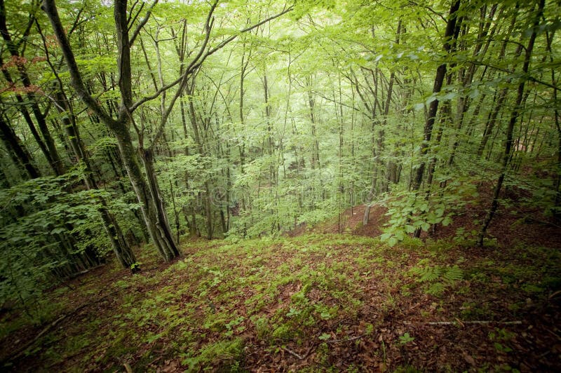 Bosque verde en verano foto de archivo. Imagen de mojado - 37047714