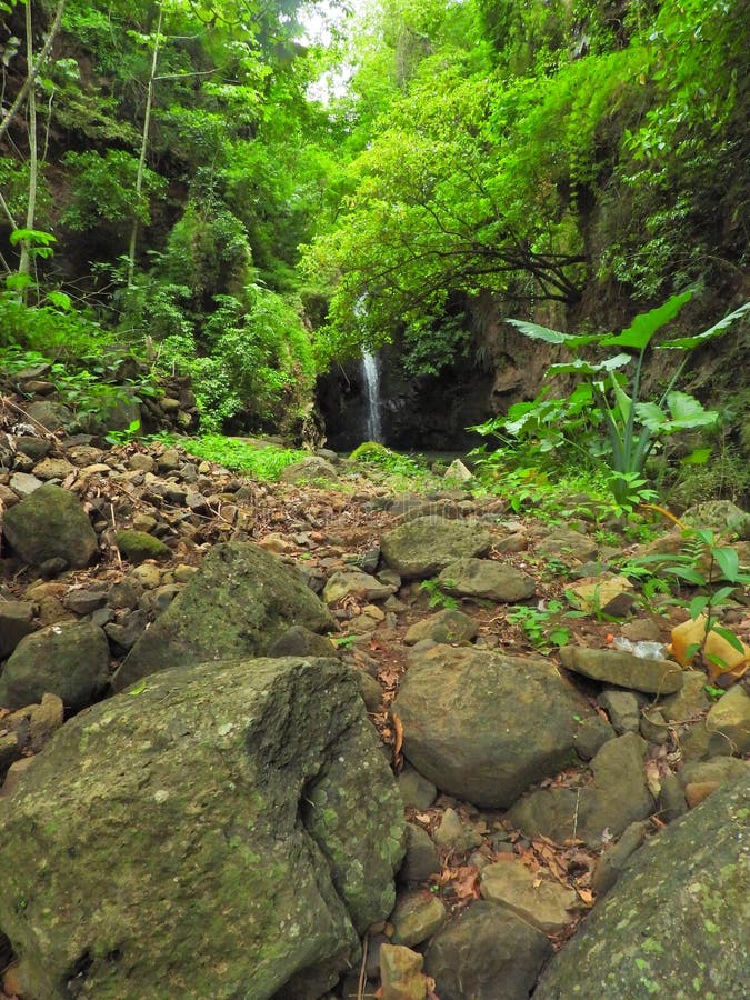 Bosque verde selva imagen de archivo. Imagen de verde - 252922061