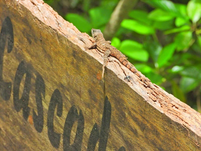 Bosque verde selva foto de archivo. Imagen de verde - 253231180