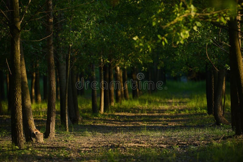 Bosque Y Sendero Con Luz Solar En Verano Imagen de archivo - Imagen de ...