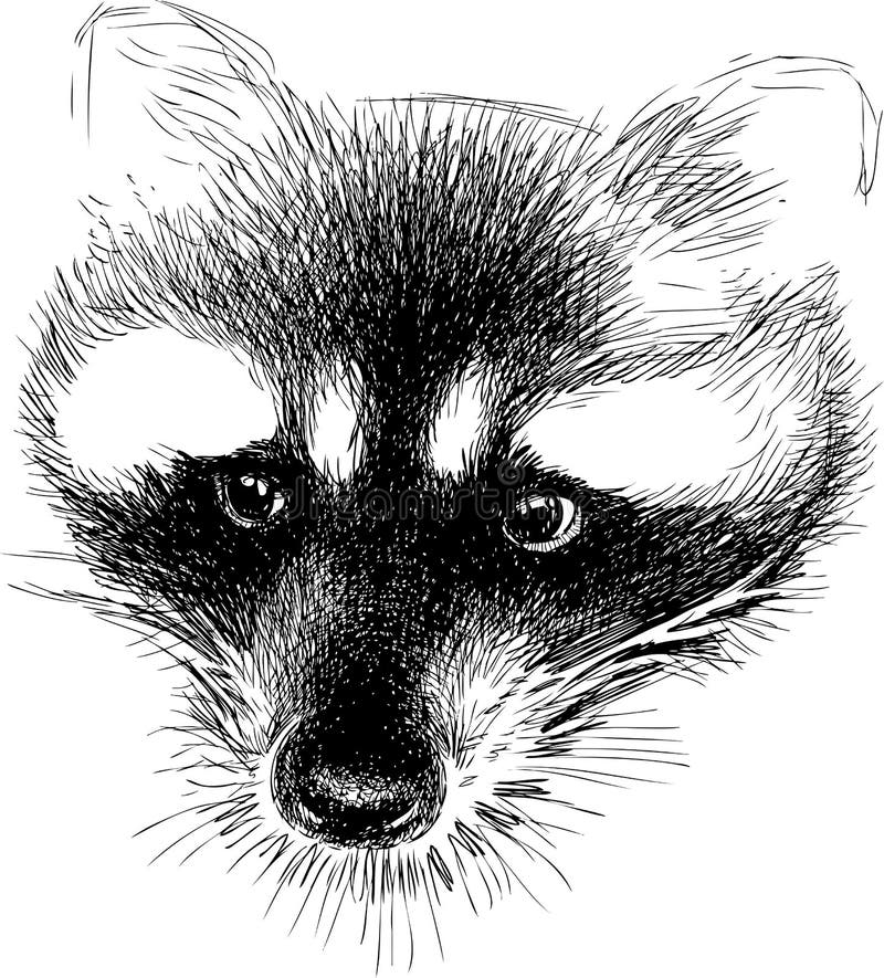 Bosquejo De Un Mapache Triste Ilustración del Vector - Ilustración de ...