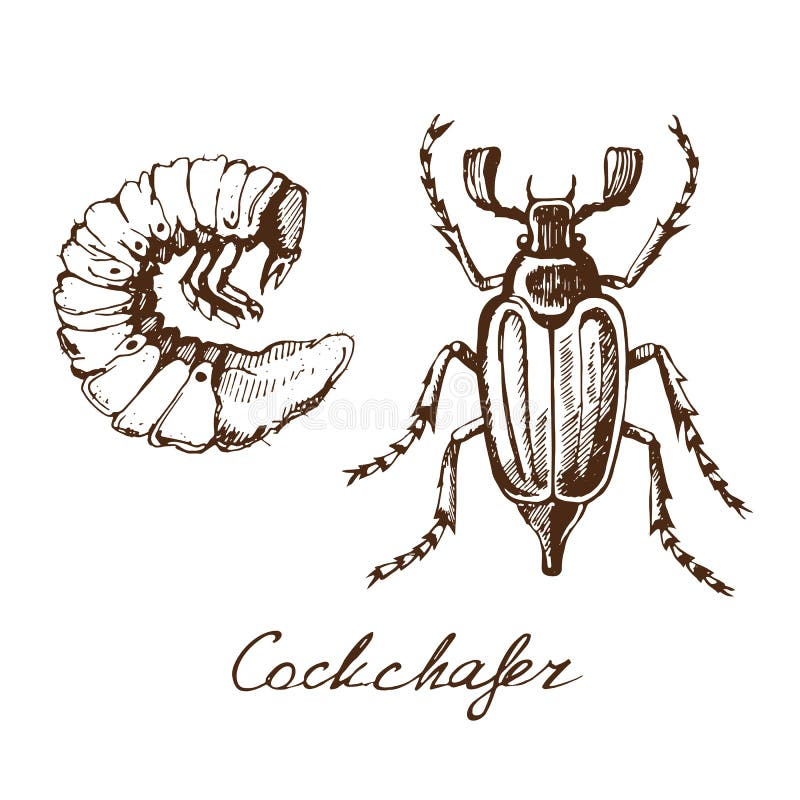 Bosquejo Del Insecto De Mayo Ilustración del Vector - Ilustración de ...