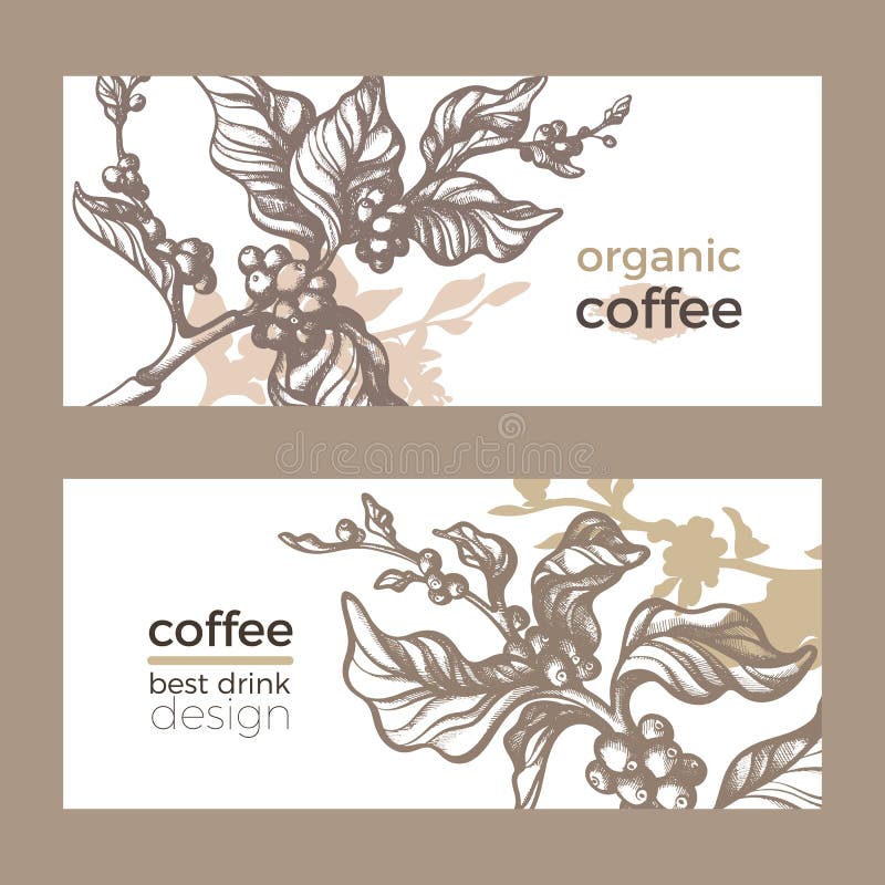 Bosquejo Del Vector De La Rama Del Café Modelo Ilustración del Vector ...