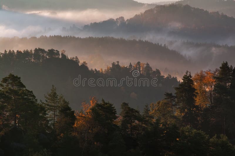 225,382 Bosques Contaminados Fotos de stock - Fotos libres de regalías ...