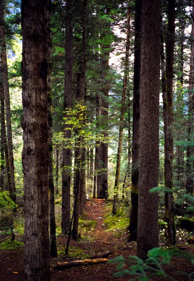 225,382 Bosques Contaminados Fotos de stock - Fotos libres de regalías ...
