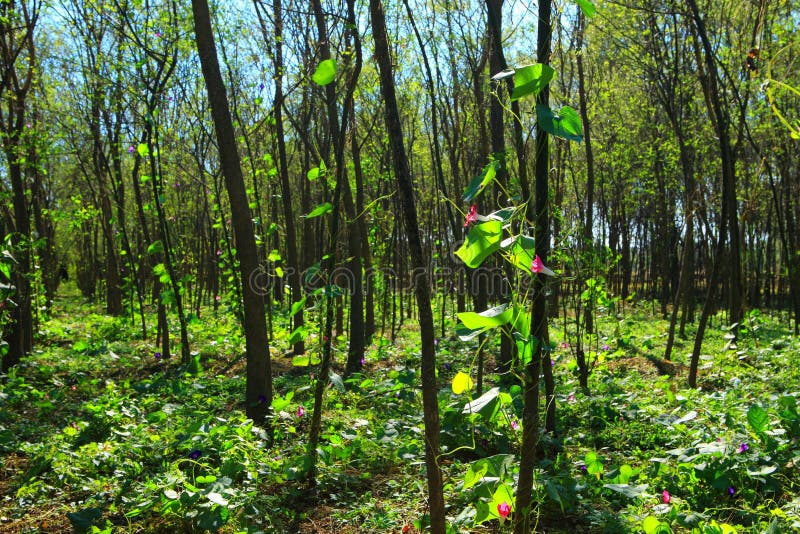 225,382 Bosques Contaminados Fotos de stock - Fotos libres de regalías ...