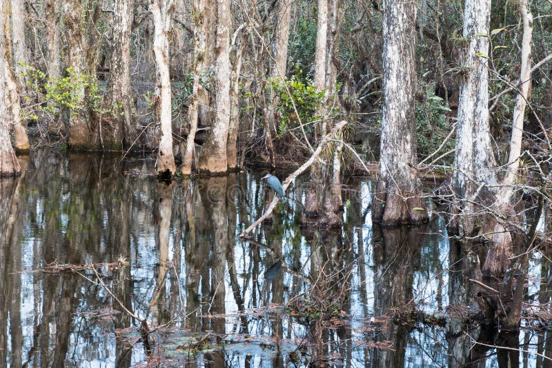 Bosques de la Florida foto de archivo. Imagen de everglades - 110225260