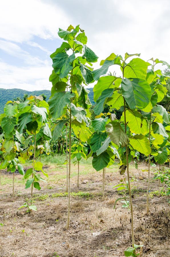 Bosques De La Teca Al Ambiente Foto de archivo - Imagen de parque ...