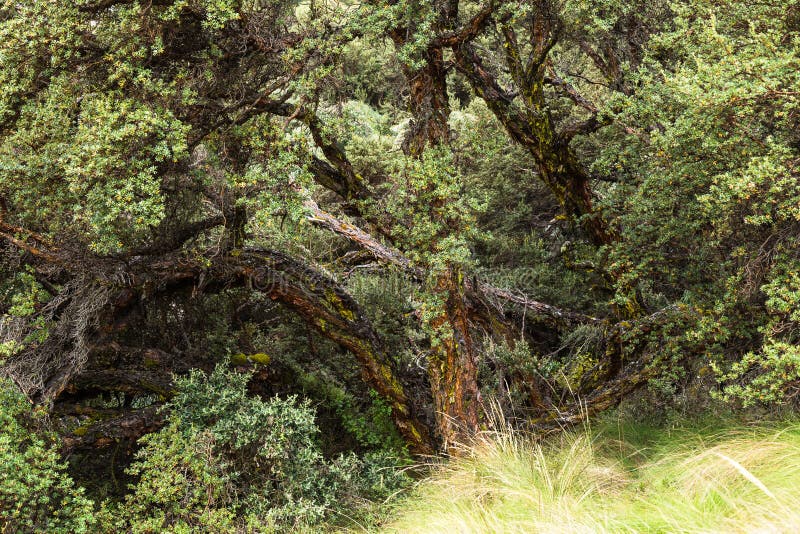 Bosques de Polylepis imagen de archivo. Imagen de travieso - 137615457
