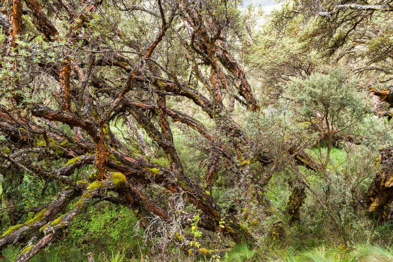 Bosques de Polylepis imagen de archivo. Imagen de travieso - 137615457