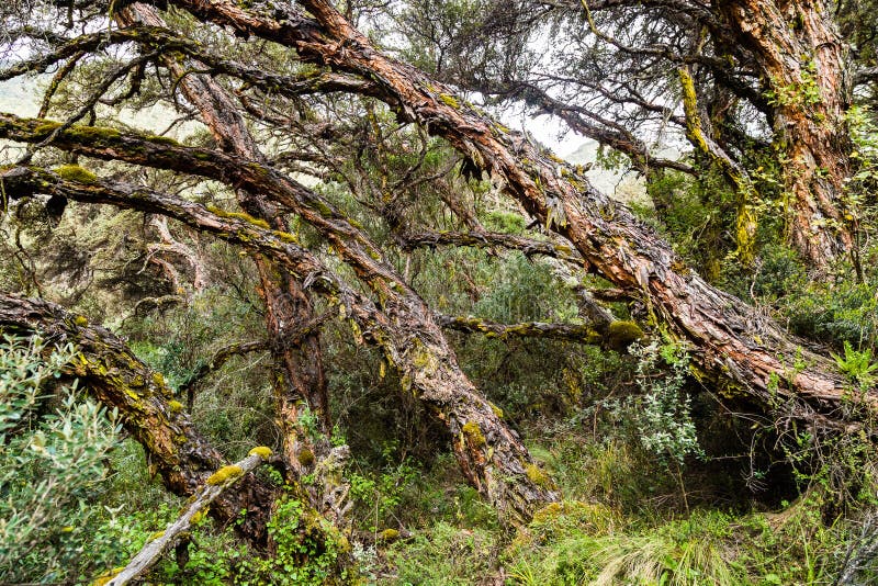 Bosques de Polylepis imagen de archivo. Imagen de exterior - 137615549