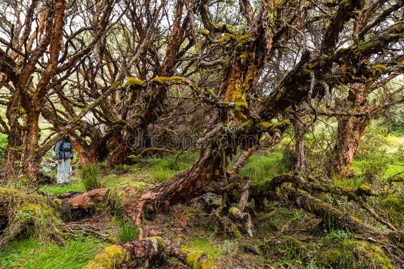 Bosques de Polylepis imagen de archivo editorial. Imagen de travieso ...