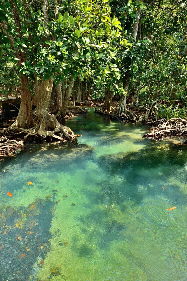 Bosques De Manglares Lado Del Río Imagen de archivo - Imagen de vivo ...