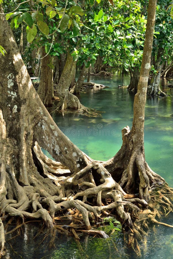 Bosques De Manglares Lado Del Río Imagen de archivo - Imagen de vivo ...