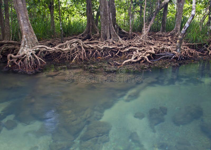 Bosques Del Mangle Con El Río Imagen de archivo - Imagen de mangle ...