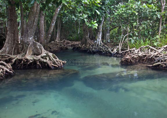 Bosques Del Mangle Con El Río Foto de archivo - Imagen de selva, parque ...