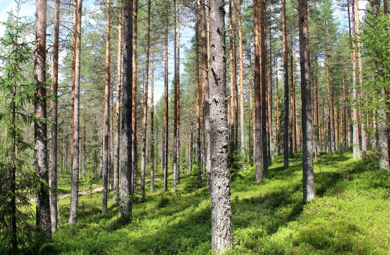 970 Bosques Hermosos De Finlandia Fotos de stock - Fotos libres de ...