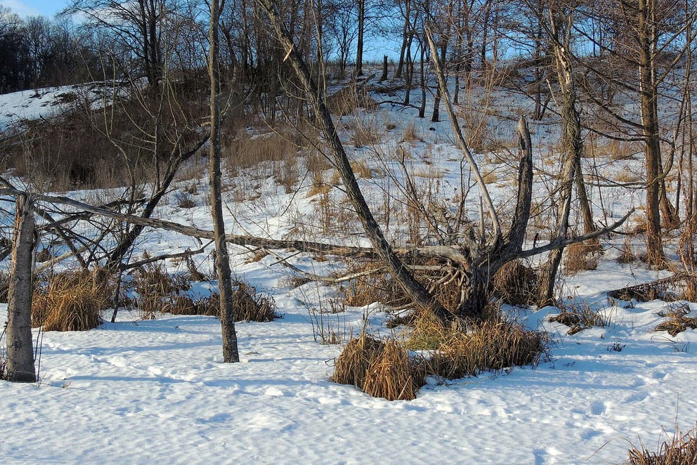 Bosques y campos nevados foto de archivo. Imagen de fresco - 84815610