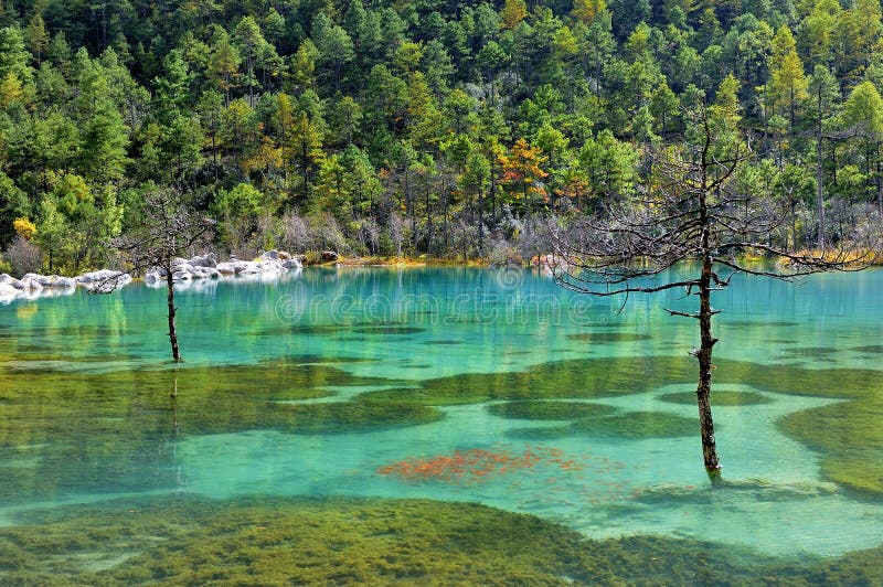 Bosques y lagos foto de archivo. Imagen de animales, yunnan - 11738544