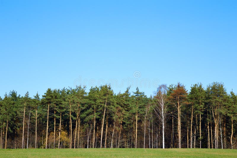 Bosrand stock foto. Image of landelijk, hemel, milieu - 34449818