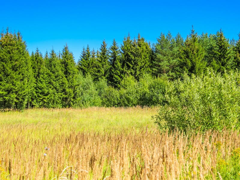 Bosrand, Gemengde Bos En De Zomerweide Stock Foto - Image of groen ... Bosrand, Gemengde Bos En De Zomerweide Stock Foto - Image of groen ...