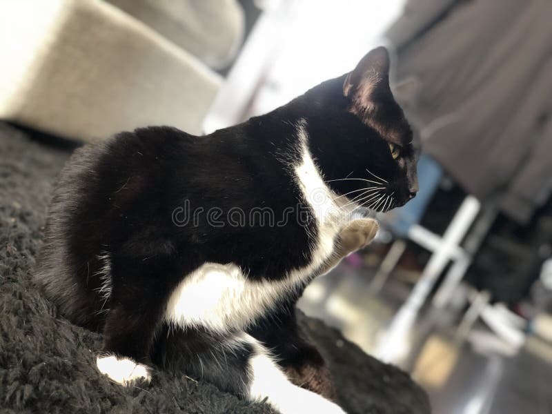 Boss stock image. Image of owns, boss, house, majestic - 116982049