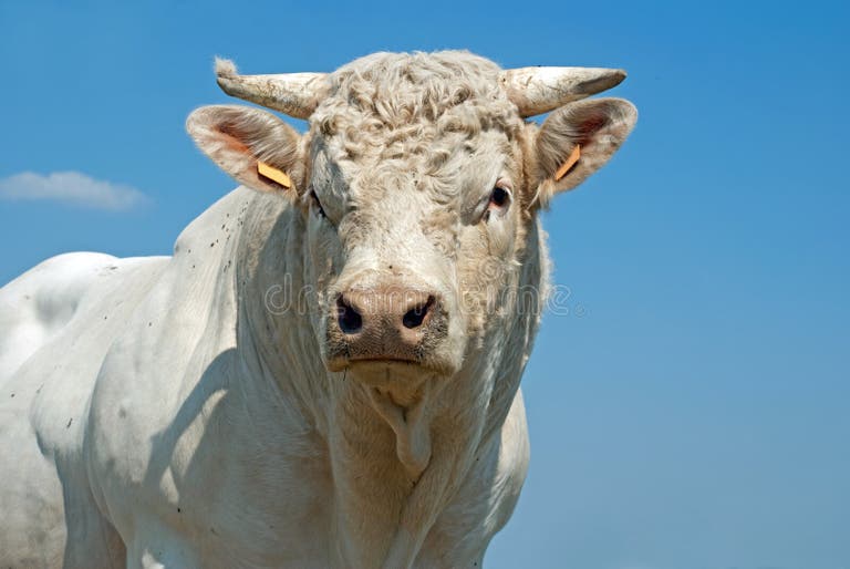 Boss of the meadow stock photo. Image of bull, male, single - 27612254