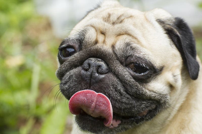 The boss pug tongue stock photo. Image of breed, portrait - 112727404