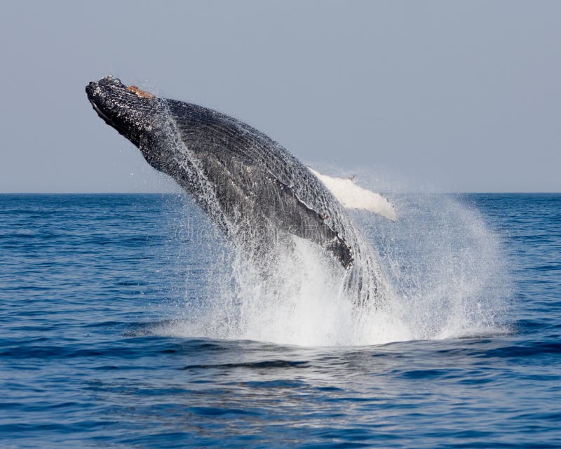 La Baleine De Bosse Saute De L'eau Beau Saut Une Photographie Rare ...
