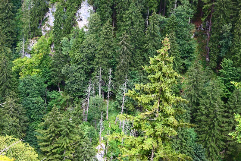 Bossen in de Alpen stock afbeelding. Image of kleuren - 24527765