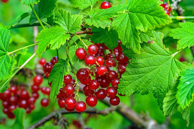 Rode Eetbare Bessen Van De Beroemde Struik Van De Europese Berberis Op ...
