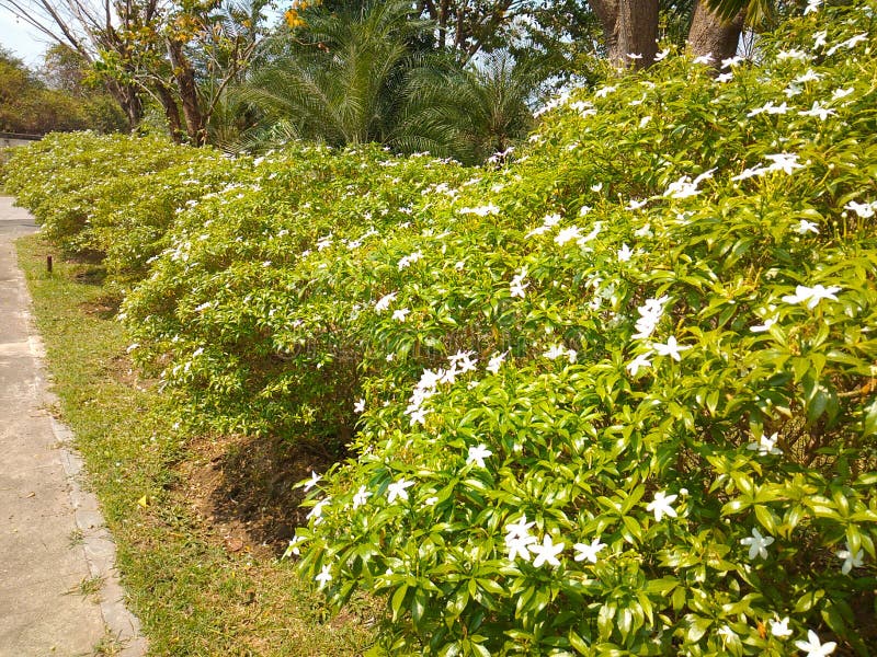Bossom flower in backyard stock photo. Image of prairie - 177808552