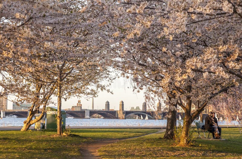 Boston Cherry Trees Blossoming in Spring Stock Image - Image of ...